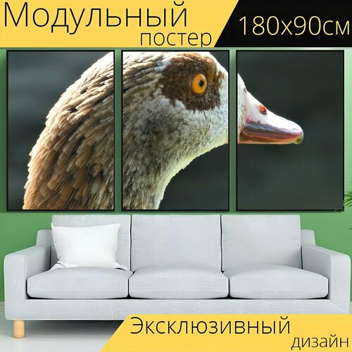 Модульный постер "Египетский гусь, птица, природа" 180 x 90 см. для интерьера
