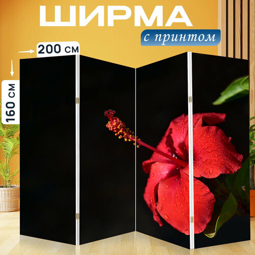 Ширма перегородка с принтом "Гибискус, цвести, цветок гибискуса" на холсте - 200x160 см. для зонирования, раскладная