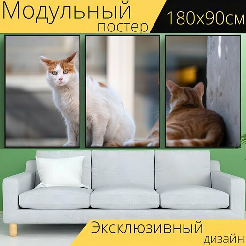 Модульный постер "Кошки, бездомные коты, животные" 180 x 90 см. для интерьера