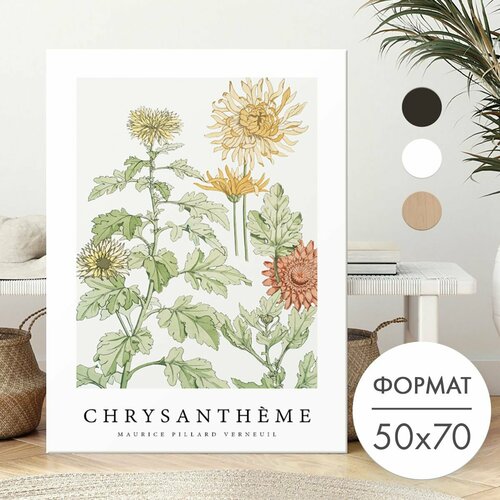 Постер 50х70 без рамки "Хризантемы цветы иллюстрация" для интерьера