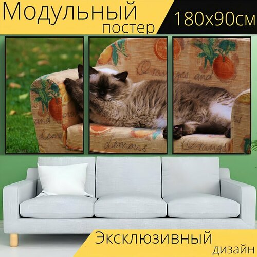 Модульный постер "Диван, кот, британская короткошерстная кошка" 180 x 90 см. для интерьера