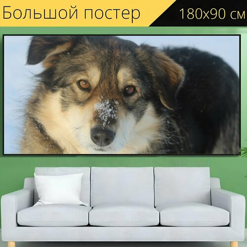 Большой постер "Собака, животные, зверь" 180 x 90 см. для интерьера