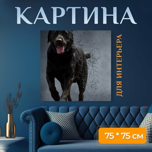Картина на холсте "Собака, бег, бегущая собака" на подрамнике 75х75 см. для интерьера