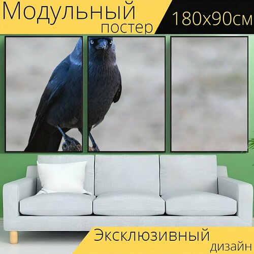 Модульный постер "Галка, черная птица, врановый вид" 180 x 90 см. для интерьера