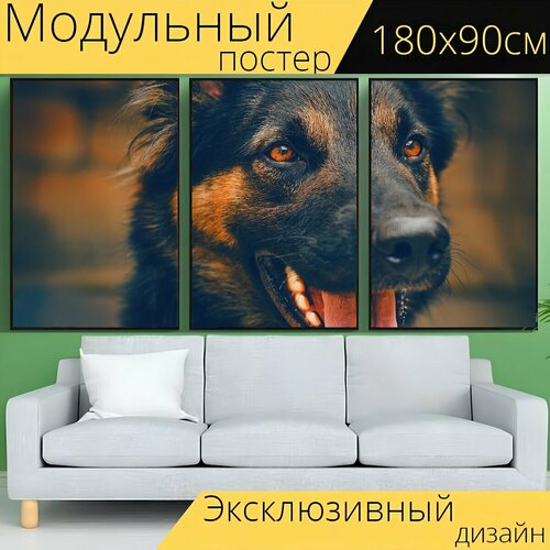 Модульный постер "Животное, собака, домашнее животное" 180 x 90 см. для интерьера