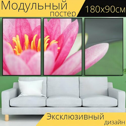 Модульный постер "Розовый, цветок, природа" 180 x 90 см. для интерьера