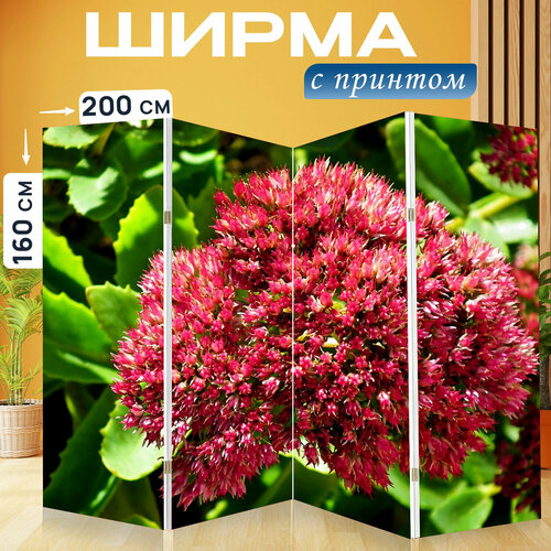 Ширма перегородка с принтом "Очиток, цветок, цветущий" на холсте - 200x160 см. для зонирования, раскладная