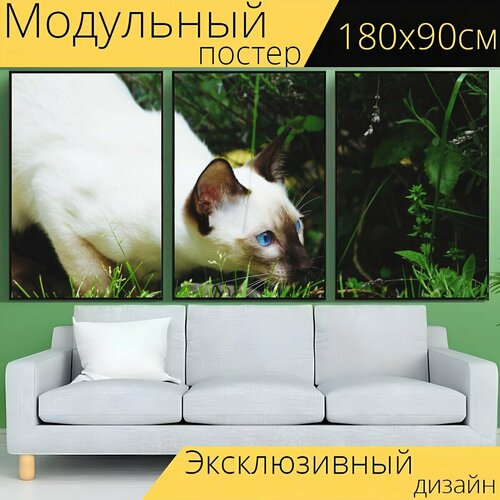 Модульный постер "Кошка, сиамская кошка, сиамский" 180 x 90 см. для интерьера