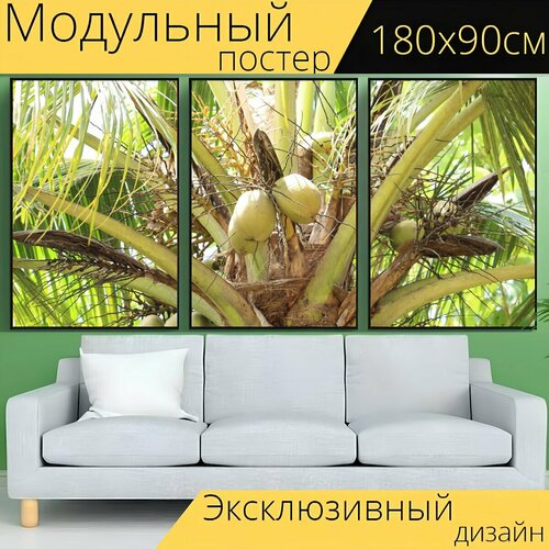 Модульный постер "Дерево, кокос, ладонь" 180 x 90 см. для интерьера