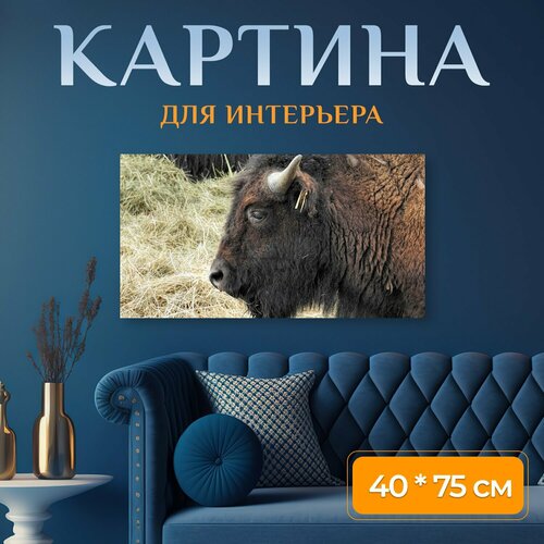 Картина на холсте "Зубр, животное, млекопитающее" на подрамнике 75х40 см. для интерьера