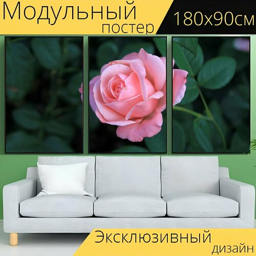 Модульный постер "Роза, цветок, лето" 180 x 90 см. для интерьера