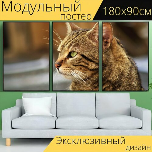 Модульный постер "Кошка, кот, тигровая кошка" 180 x 90 см. для интерьера