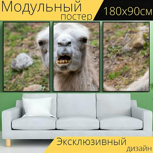Модульный постер "Верблюд, зоопарк, животное" 180 x 90 см. для интерьера