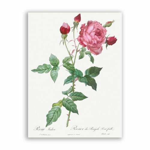 Картина на холсте, репродукция / Пьер-Жозеф Редуте - Provence Rose / Размер 30 x 40 см