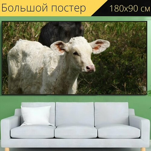 Большой постер "Корова, телец, ферма" 180 x 90 см. для интерьера