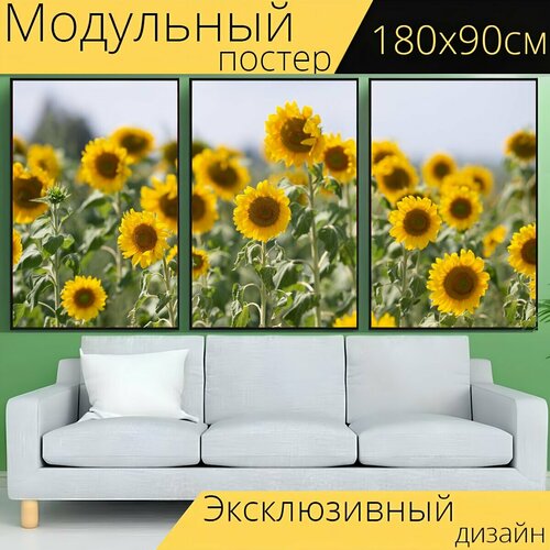 Модульный постер "Подсолнухи, поле, цветы" 180 x 90 см. для интерьера