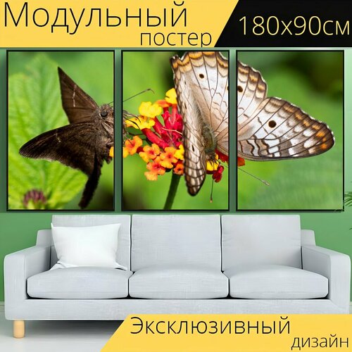 Модульный постер "Эквадор, тропиках бабочка, бабочка" 180 x 90 см. для интерьера