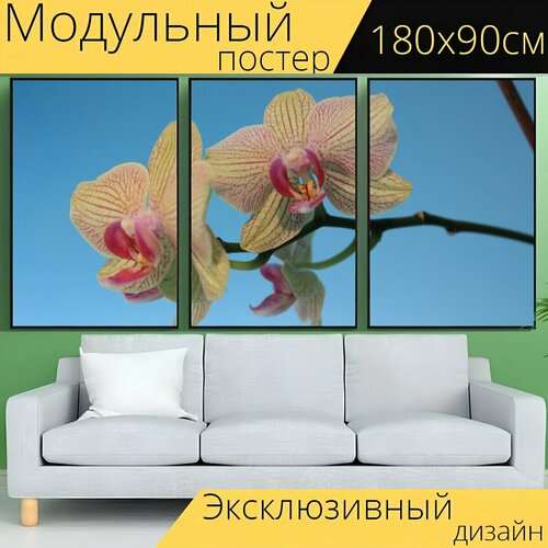 Модульный постер "Орхидеи, растения, домашнее растение" 180 x 90 см. для интерьера