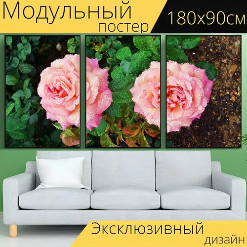 Модульный постер "Розы, капли росы, розовые розы" 180 x 90 см. для интерьера