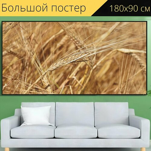 Большой постер "Ячмень, зерно, зерновое поле" 180 x 90 см. для интерьера