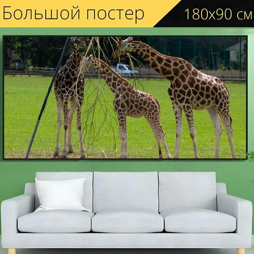 Большой постер "Жирафы, зоопарк, животное" 180 x 90 см. для интерьера