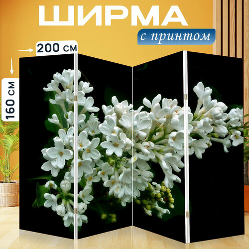 Ширма перегородка с принтом "Цветок, без, белый" на холсте - 200x160 см. для зонирования, раскладная