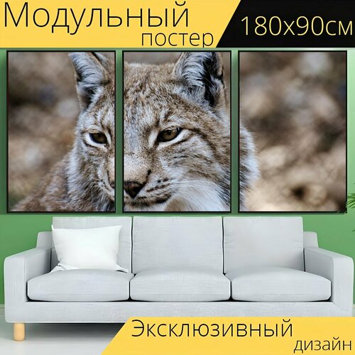 Модульный постер "Рысь, дикое животное, дикий кот" 180 x 90 см. для интерьера