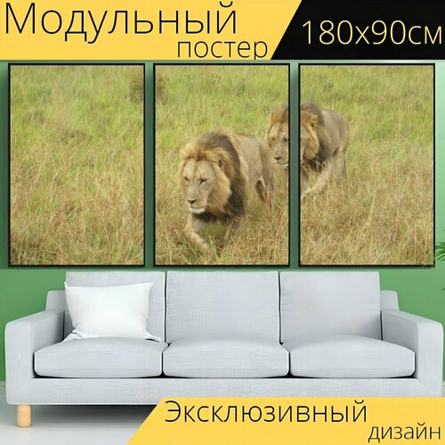 Модульный постер "Львы, африка, хищник" 180 x 90 см. для интерьера