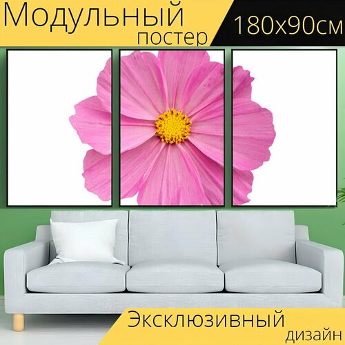 Модульный постер "Анемон, розовый, цветок" 180 x 90 см. для интерьера