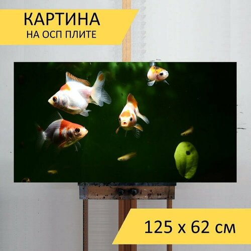 Картина на ОСП 125х62 см. "Золотая рыбка, рыба, аквариум" горизонтальная, для интерьера, с креплениями