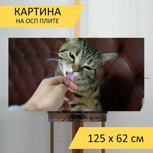 Картина на ОСП 125х62 см. "Кошка, американский снимок хара, груминг" горизонтальная, для интерьера, с креплениями