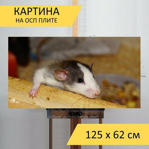 Картина на ОСП 125х62 см. "Крыса, любопытный, цветная крыса" горизонтальная, для интерьера, с креплениями