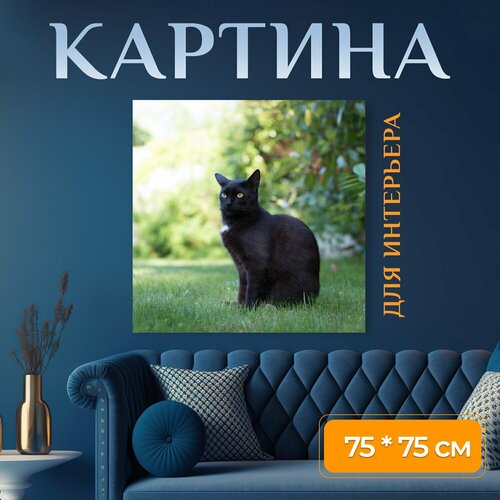 Картина на холсте "Домашняя кошка, черный кот, котенок" на подрамнике 75х75 см. для интерьера
