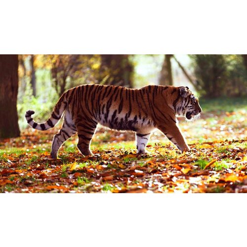 Картина на холсте 110x60 LinxOne "Лес хищник тигр дикая кошка" интерьерная для дома / на стену / на кухню / с подрамником