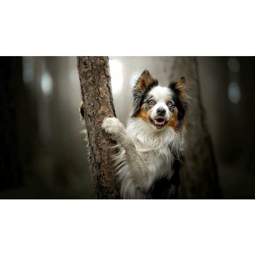 Картина на холсте 60x110 LinxOne "Взгляд дерево собака боке" интерьерная для дома / на стену / на кухню / с подрамником