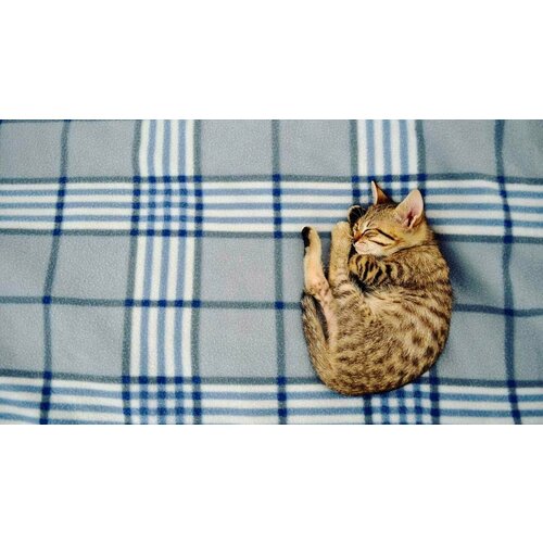 Картина на холсте 60x110 LinxOne "Кошка котенок сон уют дом" интерьерная для дома / на стену / на кухню / с подрамником