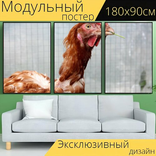 Модульный постер "Курица, домашняя курица, коричневая курица" 180 x 90 см. для интерьера