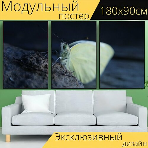Модульный постер "Бабочка, природа, крыло" 180 x 90 см. для интерьера