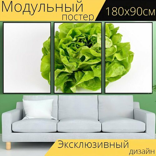 Модульный постер "Салат, грин, овощи" 180 x 90 см. для интерьера