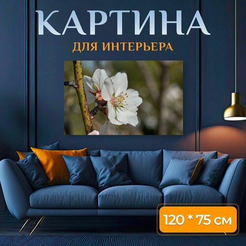 Картина на холсте "Цветы миндаля, цветок, миндальное дерево" на подрамнике 120х75 см. для интерьера
