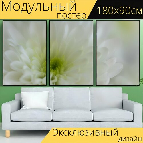 Модульный постер "Хризантема, белый, цветок" 180 x 90 см. для интерьера