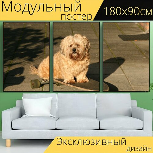 Модульный постер "Собака на скейте, собака, милая собака" 180 x 90 см. для интерьера