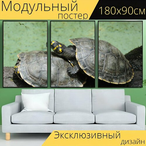 Модульный постер "Черепаха, касаль, пара в природе" 180 x 90 см. для интерьера