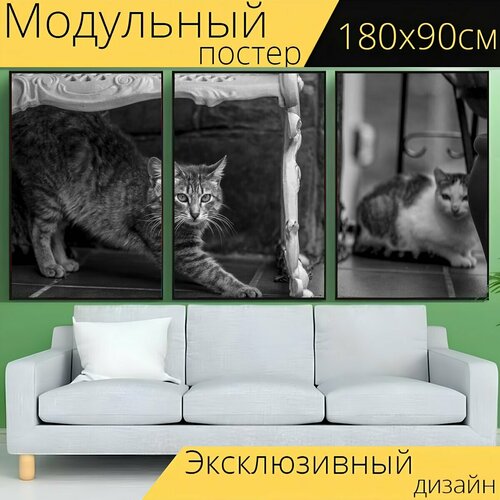 Модульный постер "Кошки, астурия, животные" 180 x 90 см. для интерьера