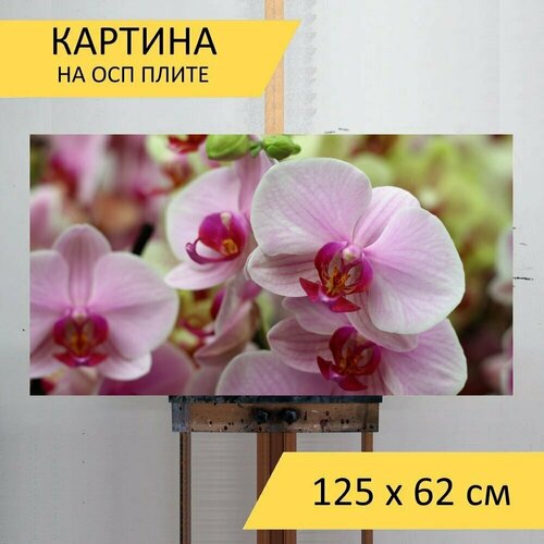 Картина на ОСП 125х62 см. "Орхидея, цветок, изолированные" горизонтальная, для интерьера, с креплениями