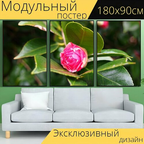 Модульный постер "Камелия, цвести, роза" 180 x 90 см. для интерьера