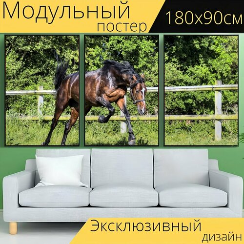 Модульный постер "Лошадь, бежать, трава" 180 x 90 см. для интерьера