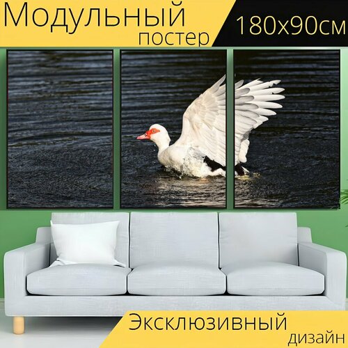 Модульный постер "Мускусная утка, утка, птица" 180 x 90 см. для интерьера