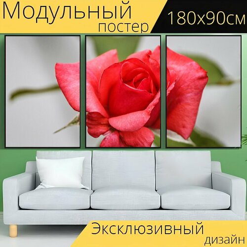 Модульный постер "Роза, розовый, красный" 180 x 90 см. для интерьера