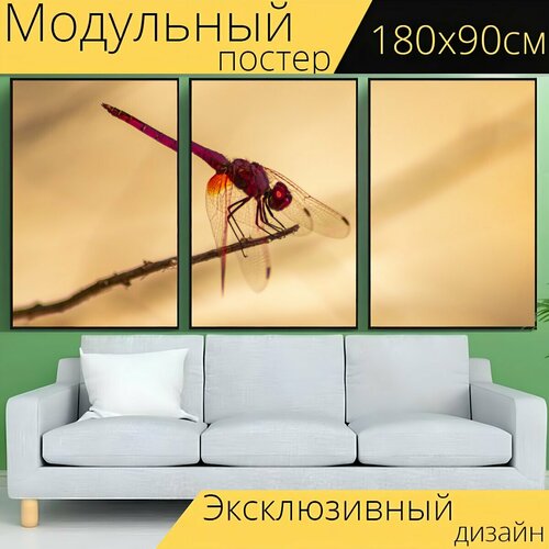 Модульный постер "Стрекоза, макрос, насекомое" 180 x 90 см. для интерьера